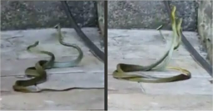 Cobras Fazem 'dança Do Acasalamento' Em Gruta De SC - G7 SC